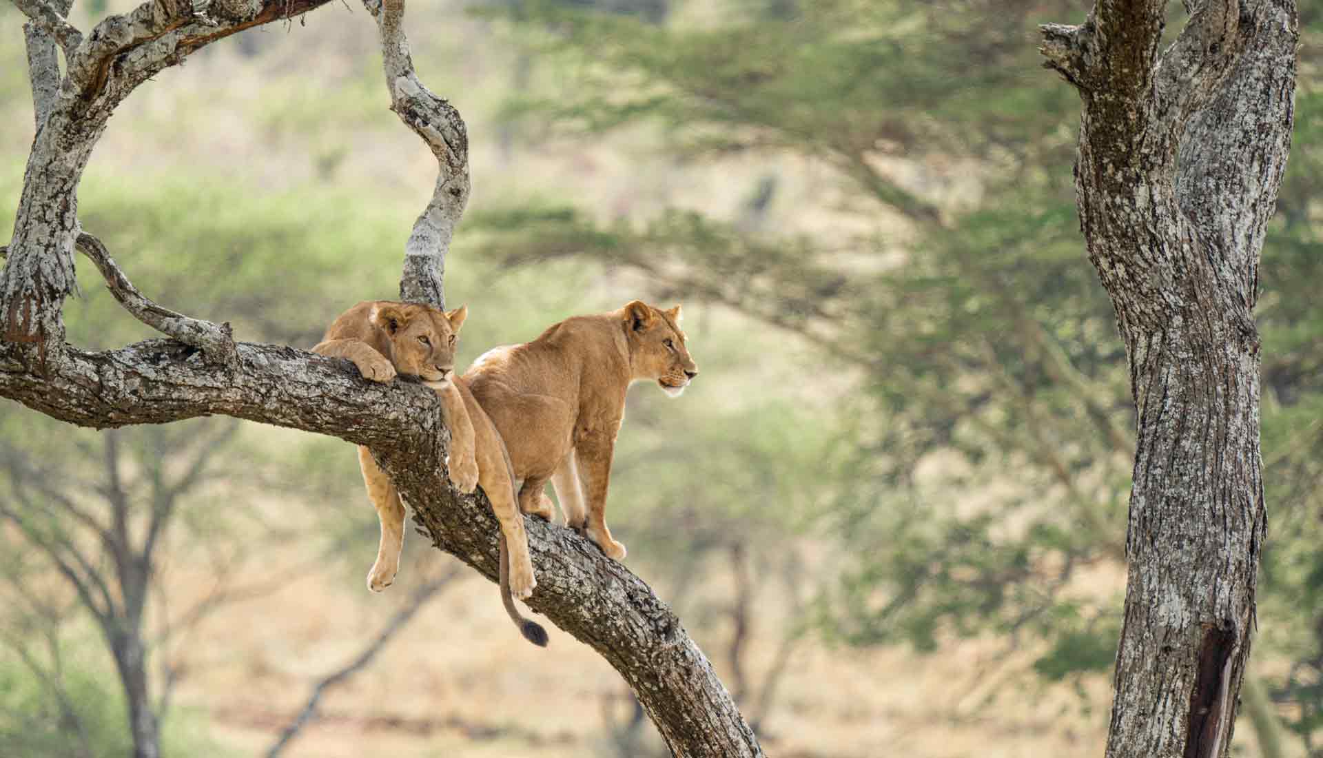 Elewana Serengeti Migration Camp - beyond senses