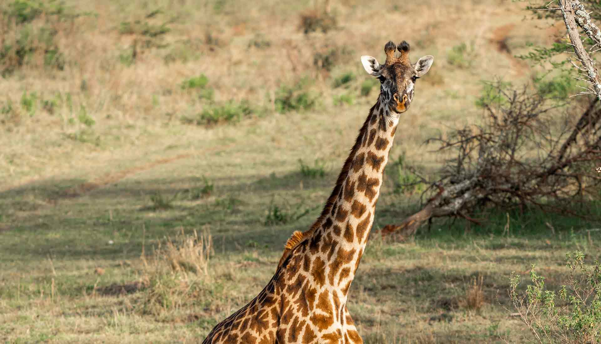 Elewana Serengeti Migration Camp - beyond senses