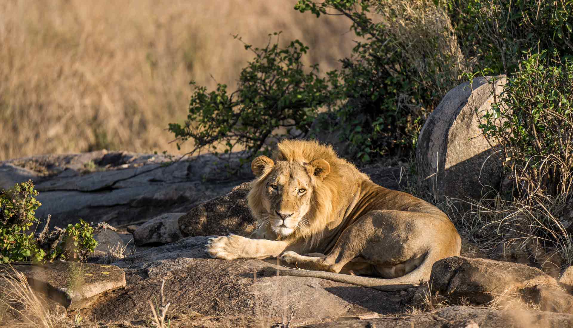 Elewana Serengeti Migration Camp - beyond senses